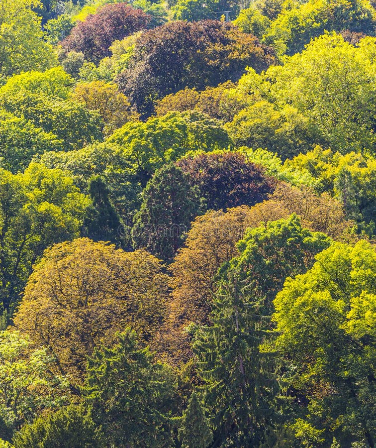 Forest Seamless Pattern from Above. Stock Image - Image of repeat ...