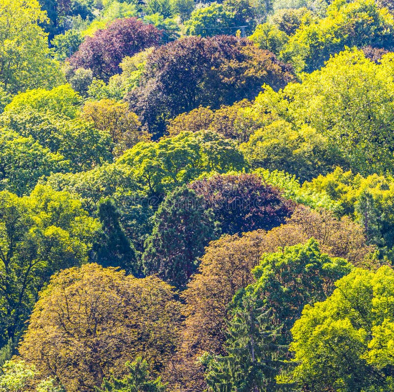 Forest Seamless Pattern from Above. Stock Photo - Image of pattern ...