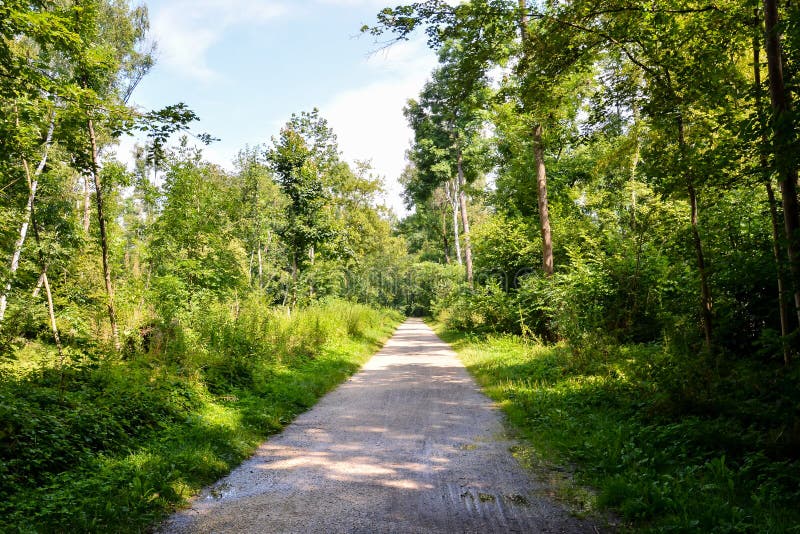 Forest Seamless Pattern Texture Background Stock Photo - Image of ...