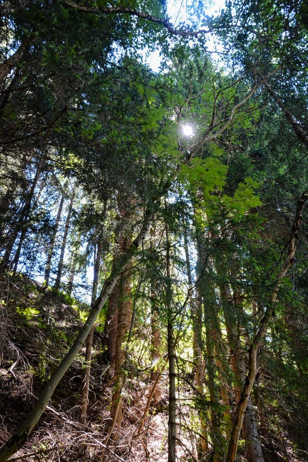 Forest Seamless Pattern Texture Background Stock Image - Image of ...