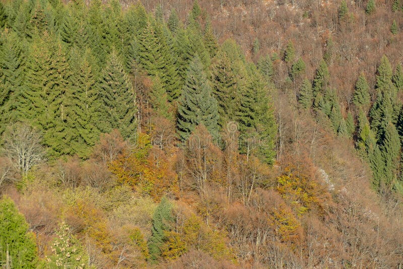 Forest Seamless Pattern Texture Background Stock Image - Image of flora ...