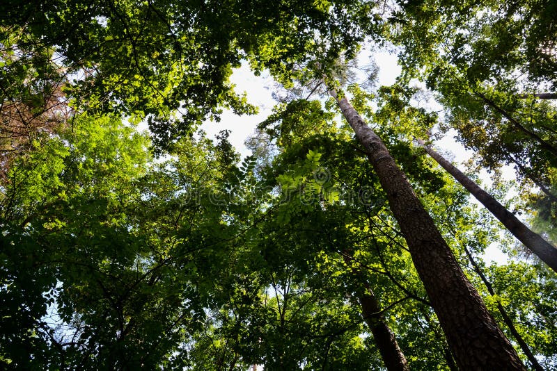 Forest Seamless Pattern Texture Background Stock Photo - Image of wild ...