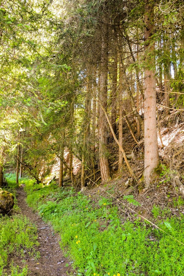 Forest Seamless Pattern Texture Background Stock Photo - Image of ...