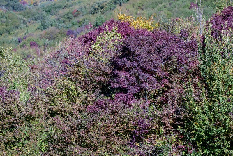 Forest Seamless Pattern Texture Background Stock Image - Image of ...