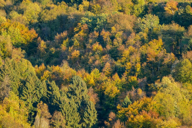 Forest Seamless Pattern Texture Background Stock Image - Image of park ...