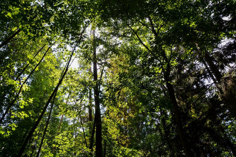 Forest Seamless Pattern Texture Background Stock Photo - Image of ...