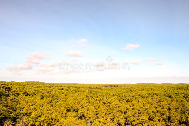 Forest Seamless Pattern Texture Background Stock Image - Image of wild ...