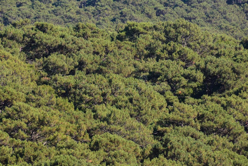 Forest Seamless Pattern Texture Background Stock Photo - Image of ...