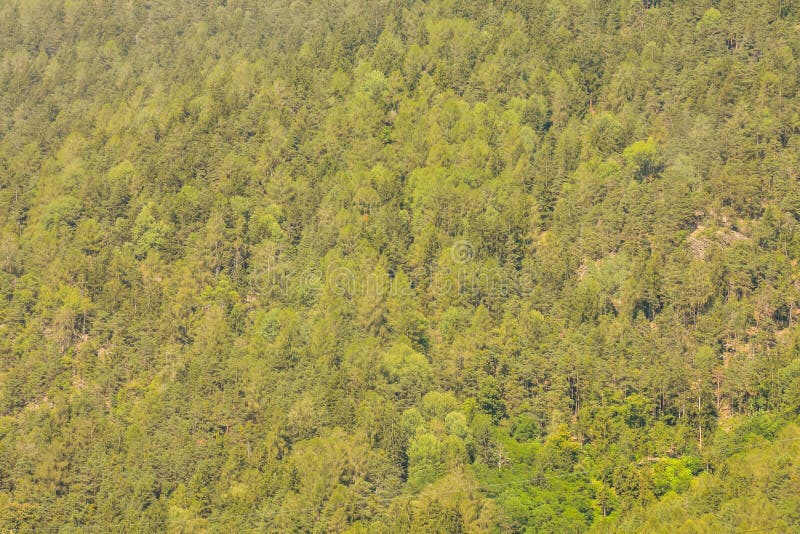 Forest Seamless Pattern Texture Background Stock Photo - Image of ...