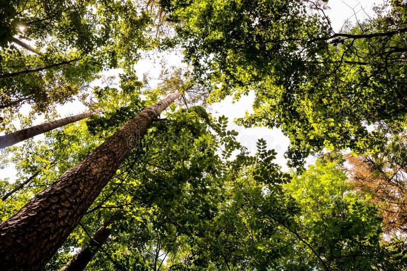 Forest Seamless Pattern Texture Background Stock Photo - Image of park ...