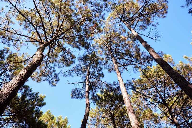 Forest Seamless Pattern Texture Background Stock Image - Image of ...