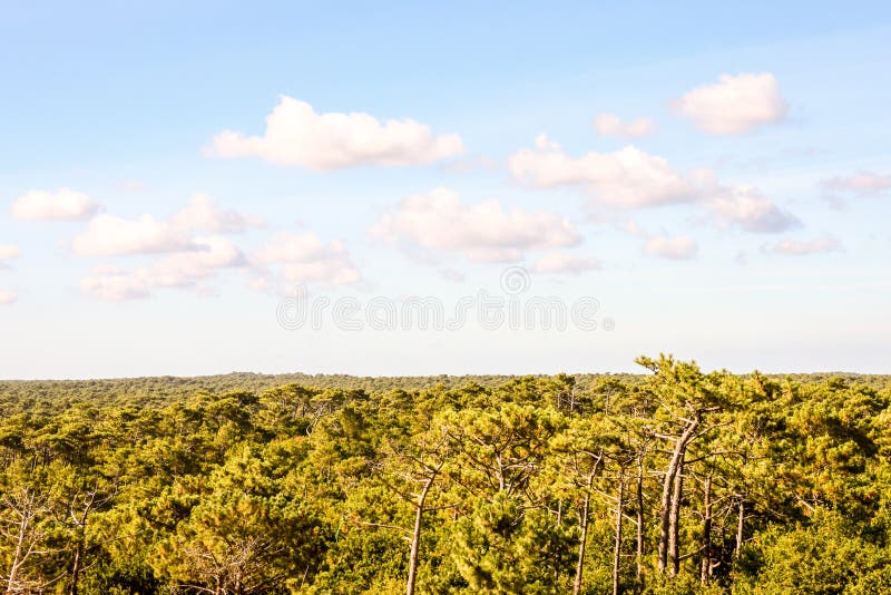 Forest Seamless Pattern Texture Background Stock Image - Image of ...