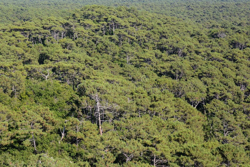 Forest Seamless Pattern Texture Background Stock Image - Image of ...