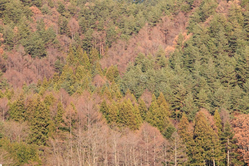 Forest Seamless Pattern View from Above. Stock Photo - Image of colour ...