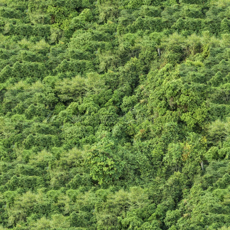 Forest seamless pattern. stock photo. Image of flora - 11275700