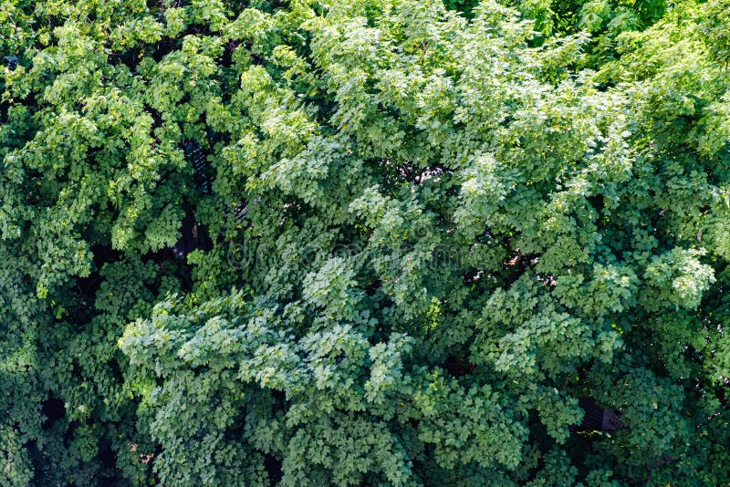 Forest Seamless Pattern - View from Above Stock Image - Image of nature ...