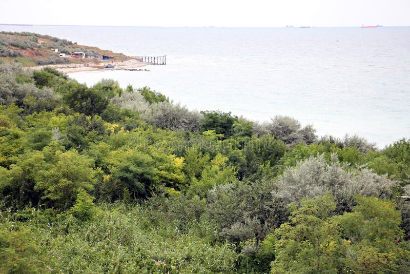 Forest at seaside stock image. Image of island, light - 97190299