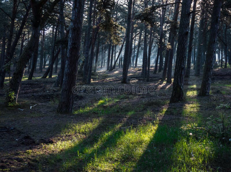 Forest seaside stock image. Image of pine, deciduous - 41199415