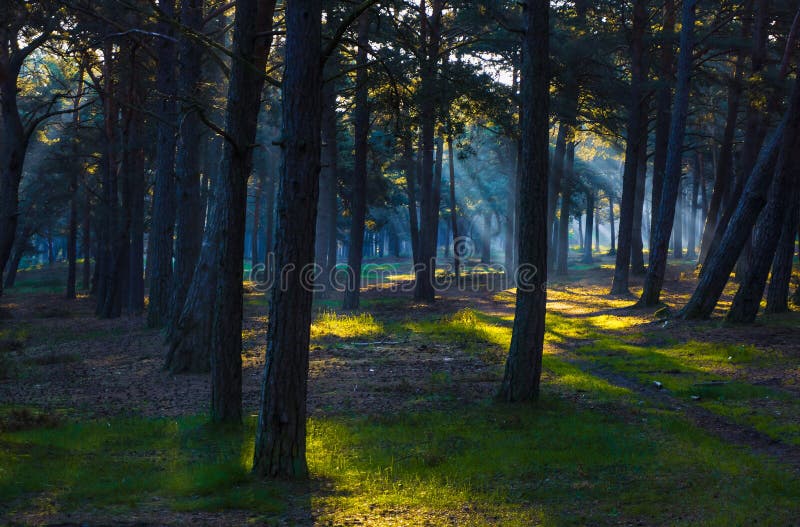 Forest seaside stock image. Image of dawn, mist, conifer - 41199515