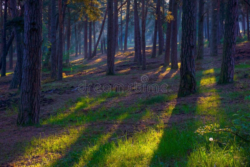 Forest seaside stock image. Image of conifer, morning - 41199617