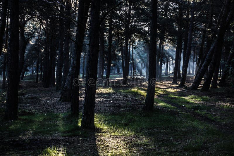 Forest seaside stock image. Image of softwood, outdoors - 41199711