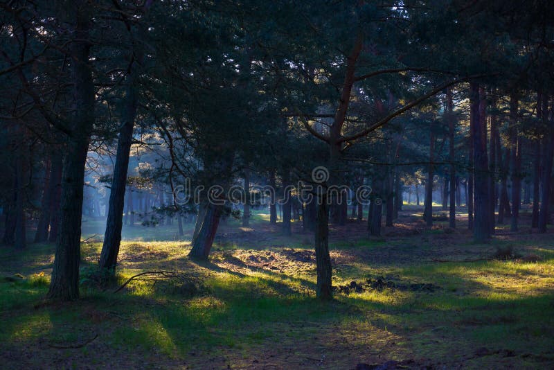 Forest seaside stock image. Image of crown, beech, morning - 41199797