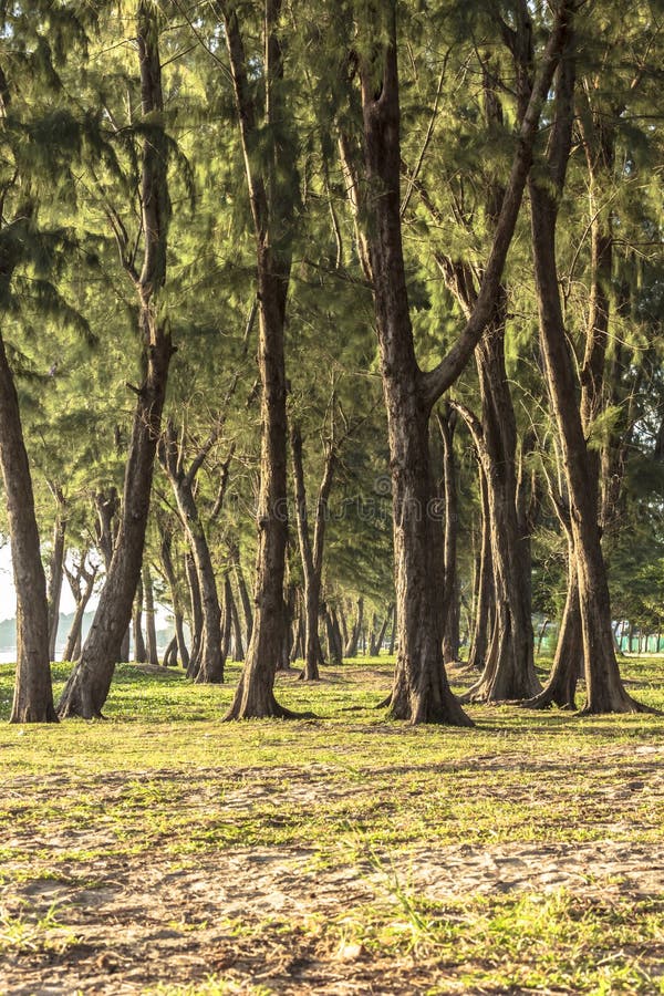 Forest seaside Songkhla stock photo. Image of restful - 78108202