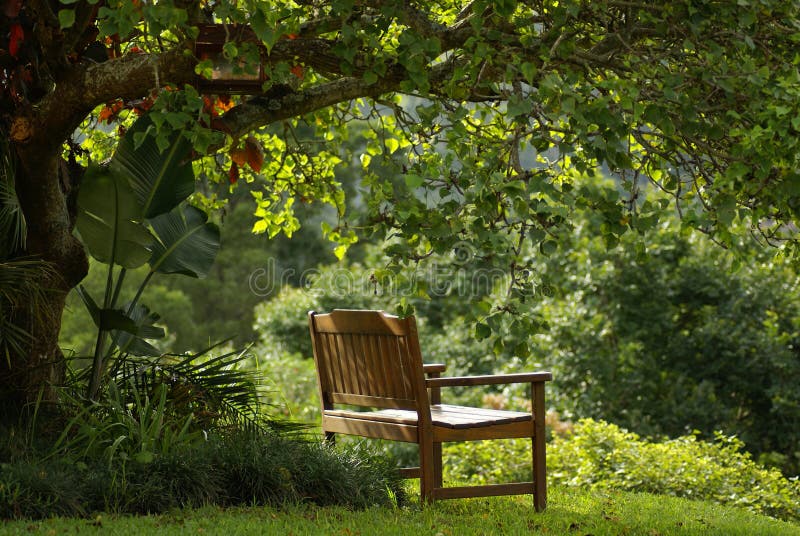 Forest Seat stock photo. Image of peace, view, shady - 12687108