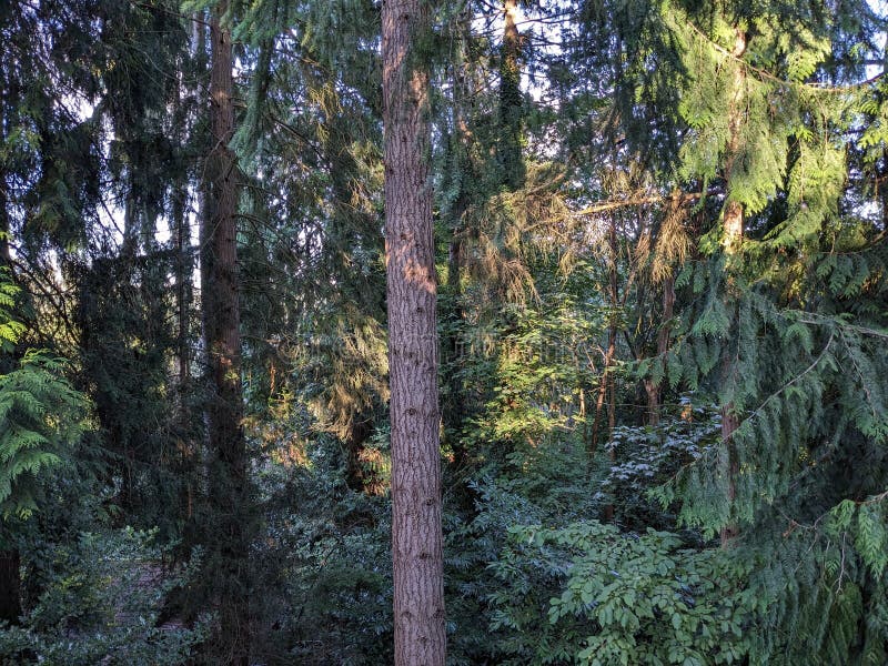 Forest in Seattle Washington Stock Photo - Image of tree, washington ...