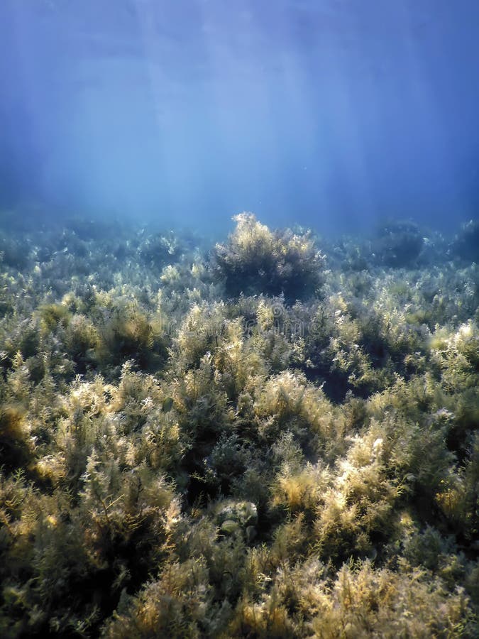 Forest of Seaweed, Underwater Stock Image - Image of beauty, habitat ...