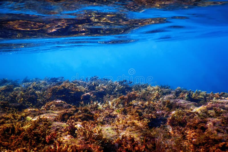 Forest of Seaweed, Seaweed Underwater Stock Image - Image of brown ...