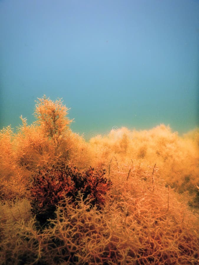 Forest of Seaweed, Seaweed Underwater, Stock Image - Image of flora ...