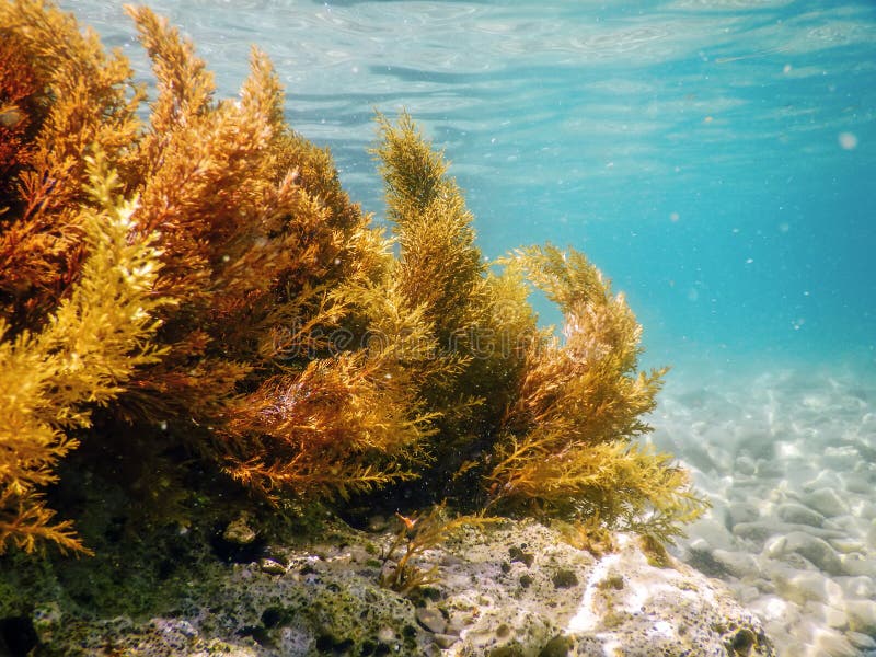 Forest of Seaweed, Seaweed Underwater, Seaweed Shallow Water Near ...