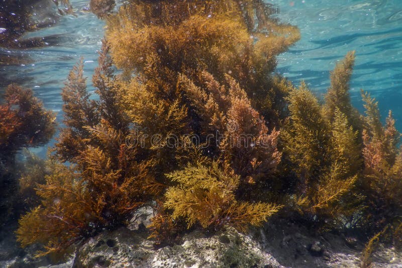 Forest of Seaweed, Seaweed Underwater, Seaweed Shallow Near Surface ...