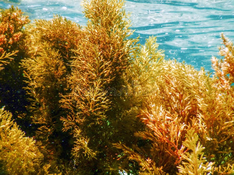 Forest of Seaweed, Seaweed Underwater, Seaweed Shallow Water Stock ...