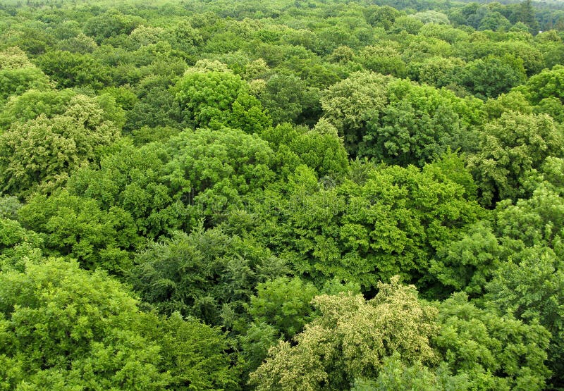 Forest seen from above stock image. Image of park, green - 19529783