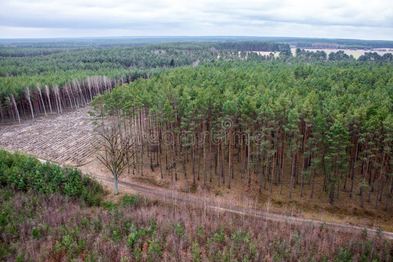 Forest Seen from Above on a Cloudy Day Stock Photo - Image of forestry ...