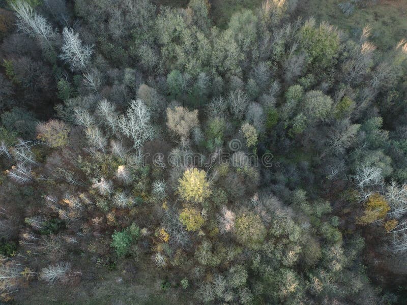 Forest Seen from Above in Early Spring at Sunset Stock Image - Image of ...