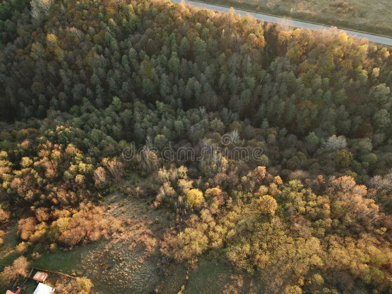 296 Forest Trees Seen Above Texture Stock Photos - Free & Royalty-Free ...