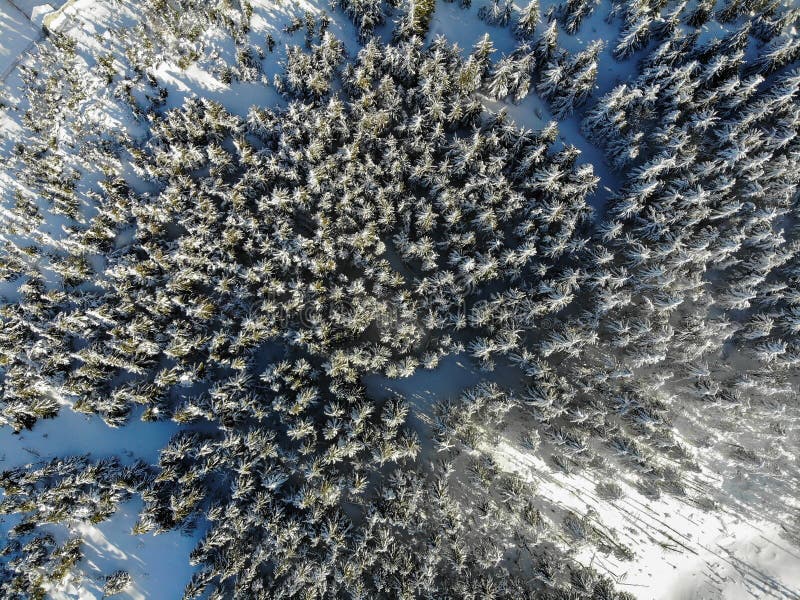 The Forest Seen from a Bird S Eye View Stock Photo - Image of plant ...