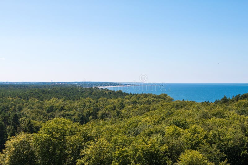 The Forest is Seen in the Summer at Midday Stock Photo - Image of trunk ...