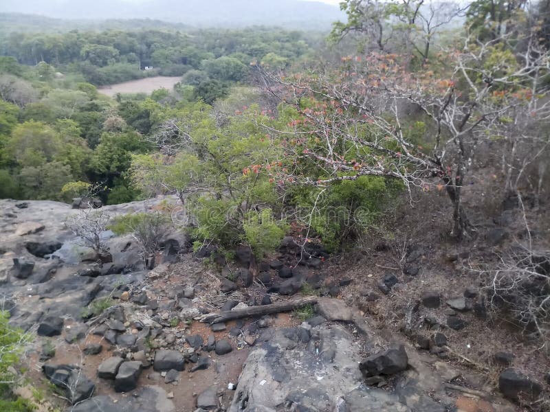 Forest Seen from Viewpoint with Distant Mountains in the Background and ...