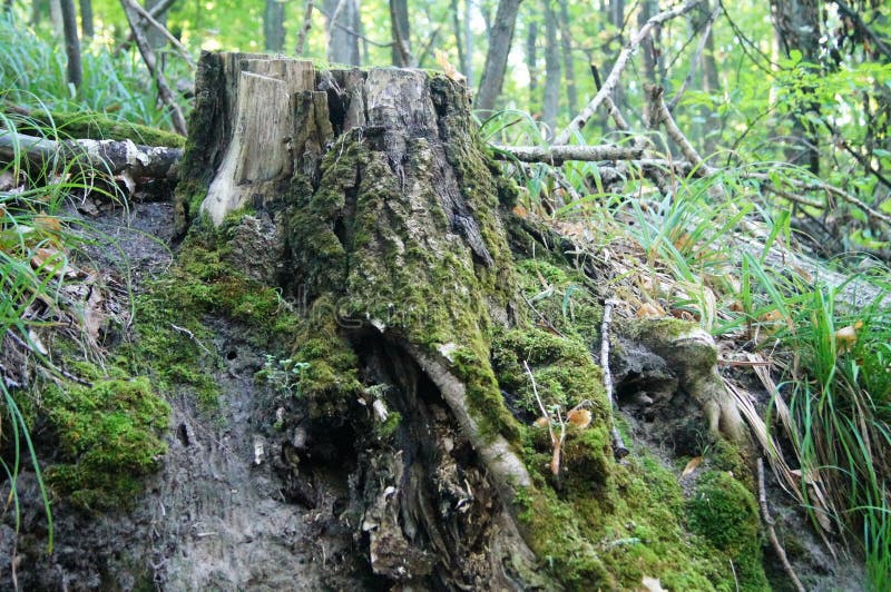 Forest, September, Oak, Poplar, Pathway Stock Image - Image of poplar ...
