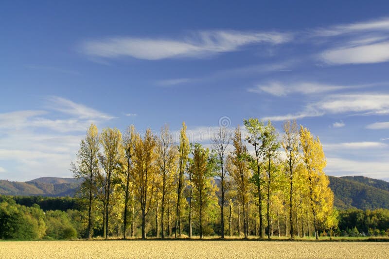 Boy n the forest series stock photo. Image of forest - 31275206