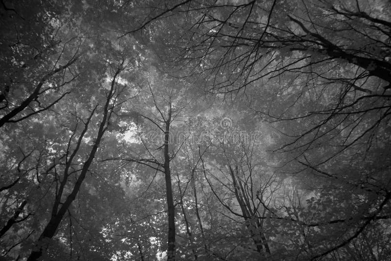 Forest set infrared light stock image. Image of forest - 42421451