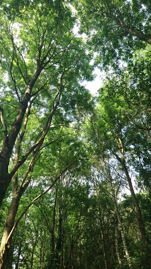 Forest setting stock image. Image of green, forest, beautiful - 82765479