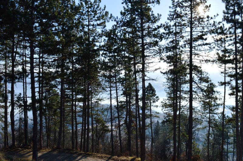 Forest and shade stock photo. Image of winter, pine - 172493546