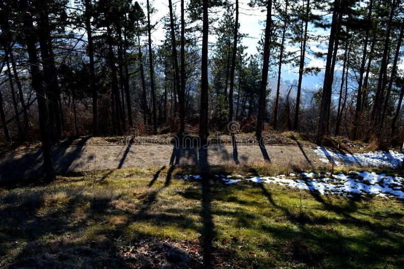 Forest and shade stock photo. Image of shade, color - 172494566