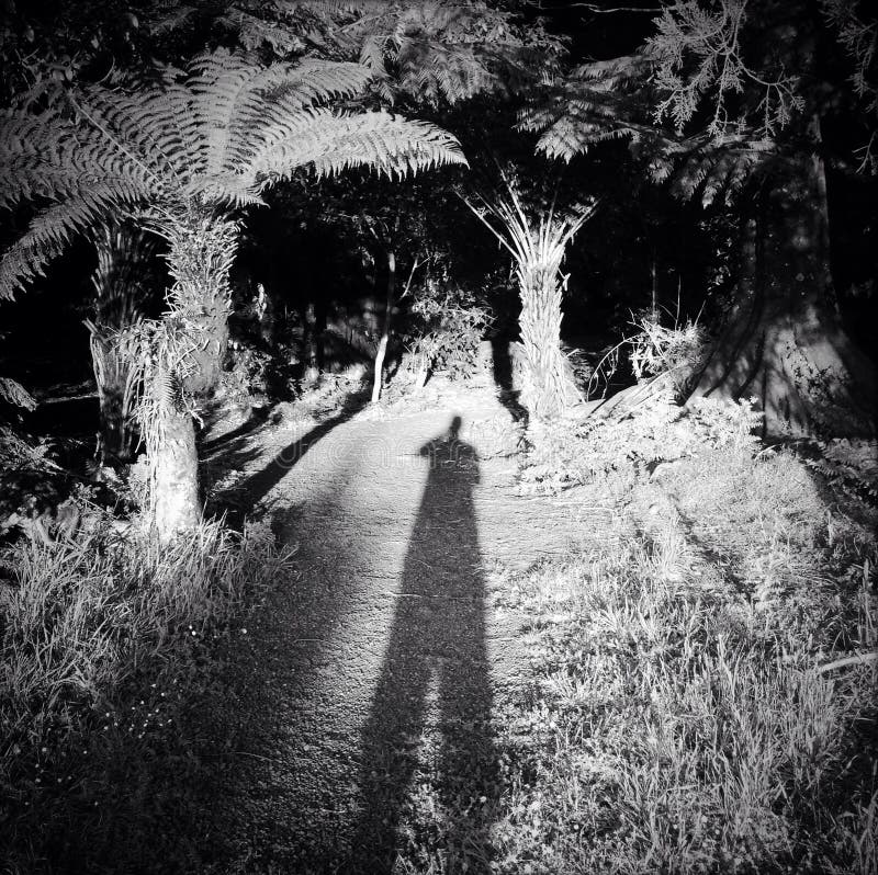 Forest shadow stock image. Image of portrait, summer - 36512585