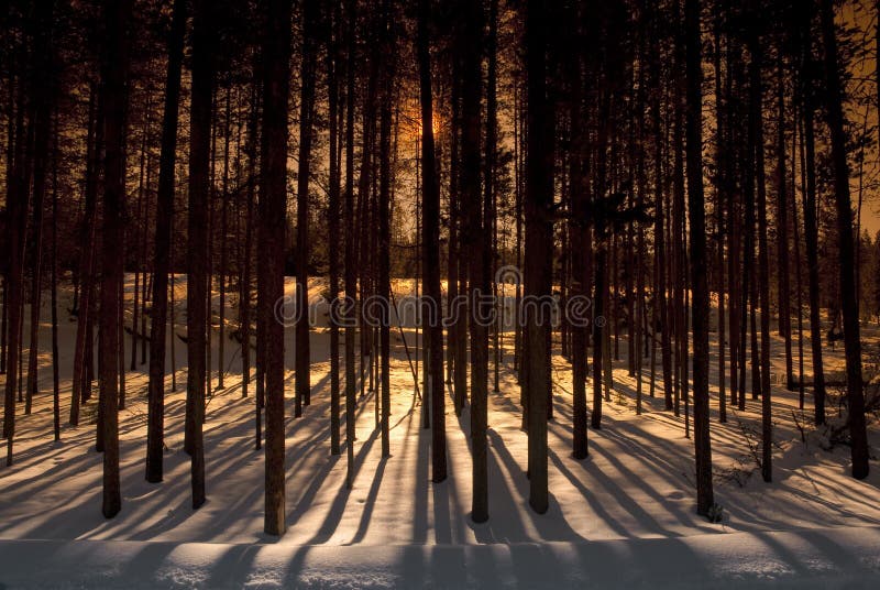 Forest Shadows stock photo. Image of yellow, winter, morning - 23230456